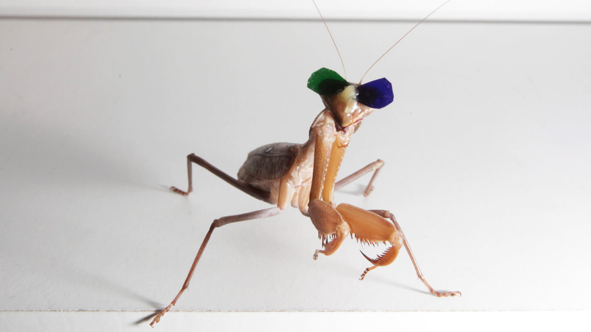 Watch Vision Scientist Explains Why These Praying Mantises Are Wearing ...