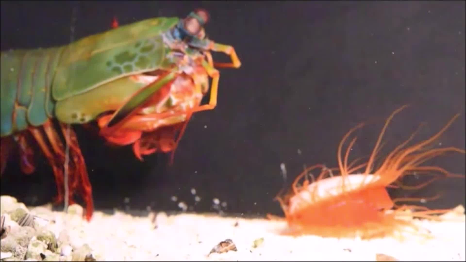 Watch How the Disco Clam Uses Light to Fight Super-Strong Predators ...