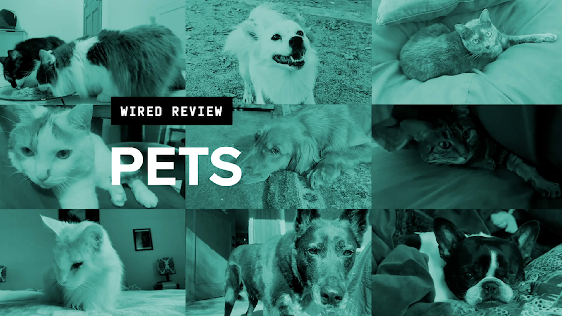 Watch WIRED Reviews: Pets | WIRED