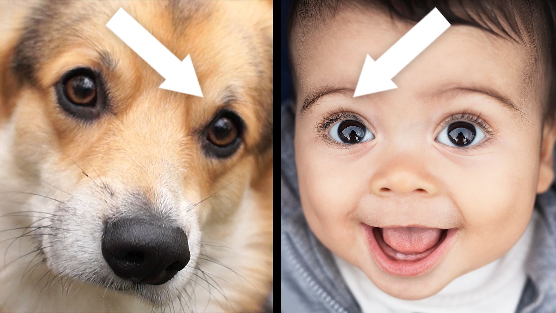 Watch How Dogs Coevolved with Humans | Currents | WIRED