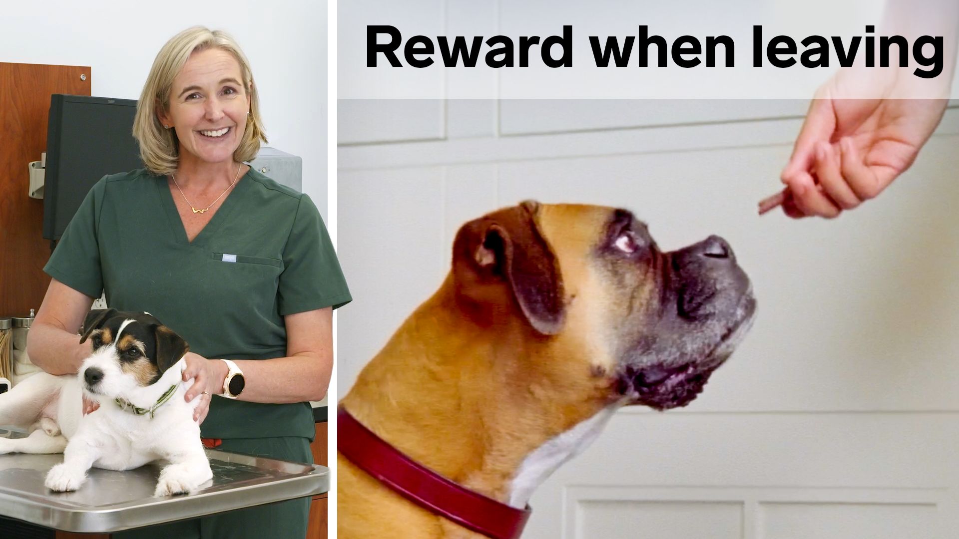 Watch Veterinarian Explains How to Prevent Pet Separation Anxiety ...