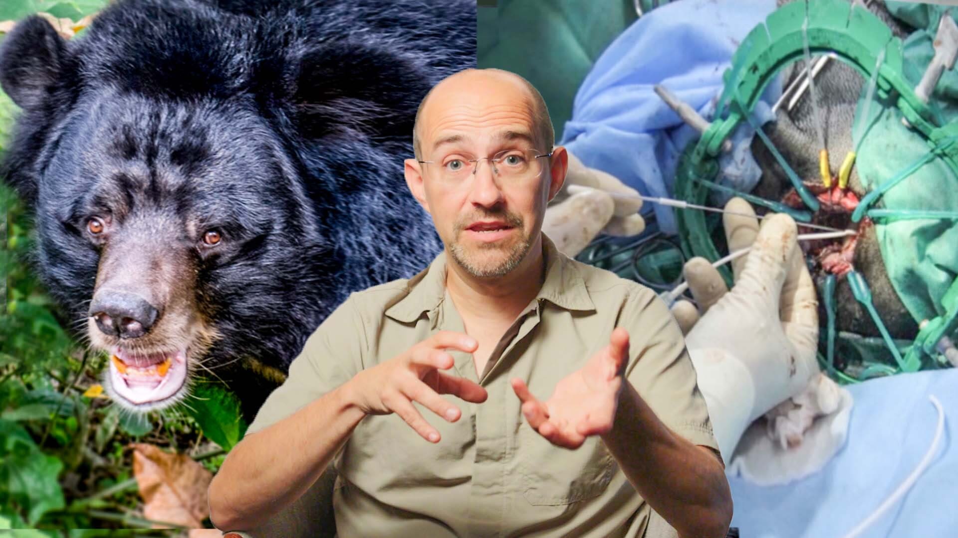 Watch How a Vet Performs Dangerous Surgeries on Wild Animals | Currents ...