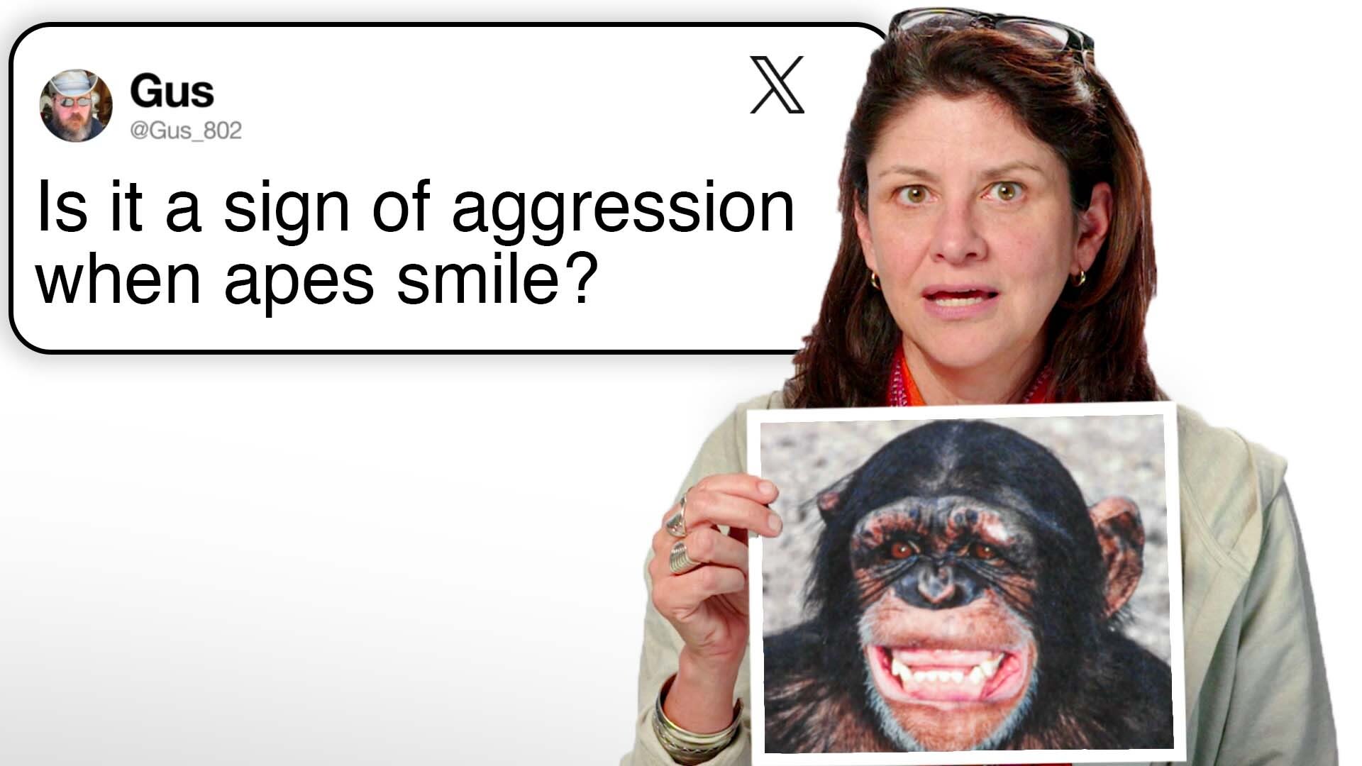 Watch Primatologist Answers Ape Questions From Twitter | Tech Support ...