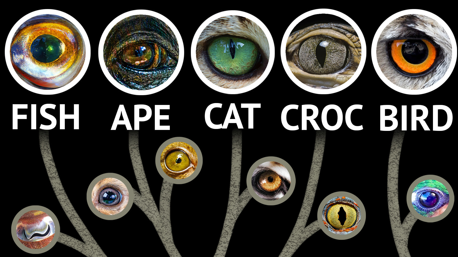 Watch Every Eye In The Animal Kingdom | WIRED