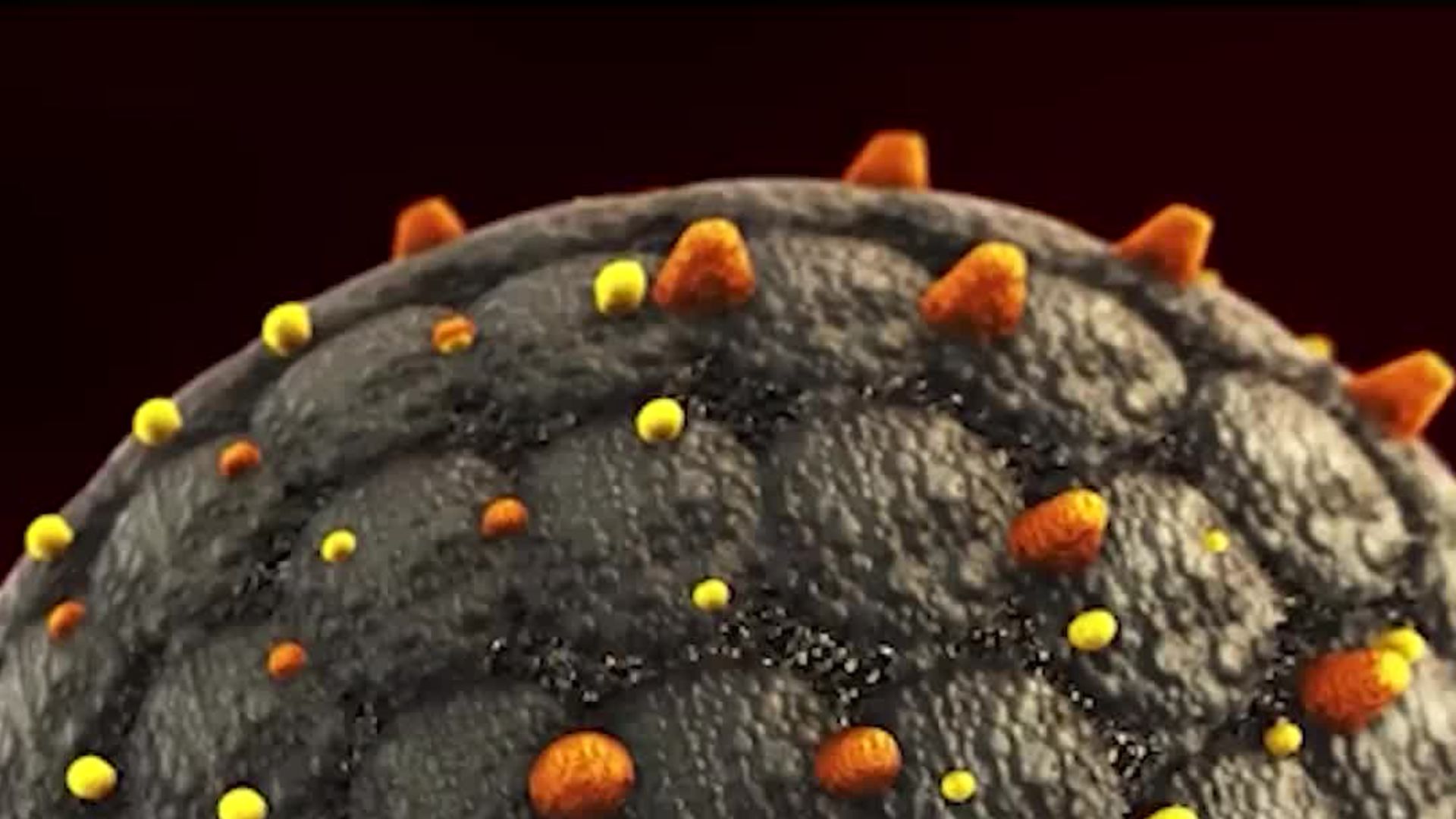 Watch How Does Hantavirus Spread? What You Need to Know About the ...