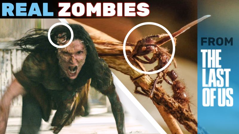 Zombie Animals In Real Life