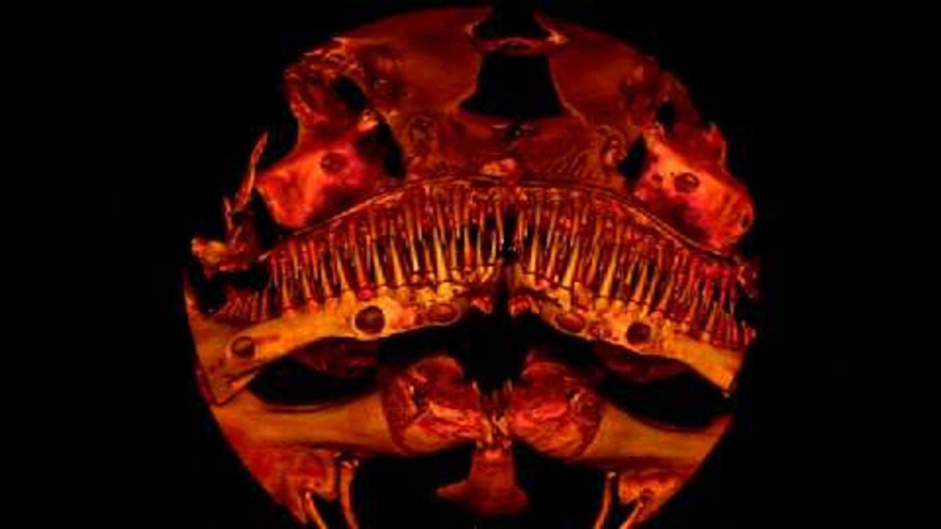 Watch Il video del pescegatto col muso da bulldog | Wired Italia