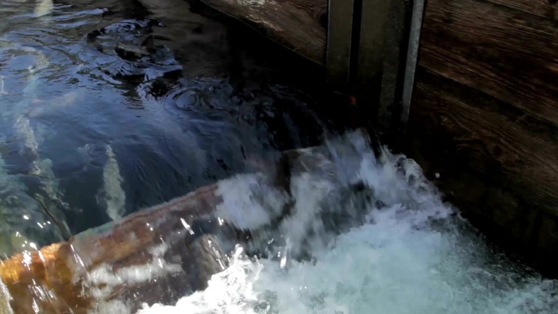 Watch Scientist Explains Viral Fish Cannon Video | Wired Italia