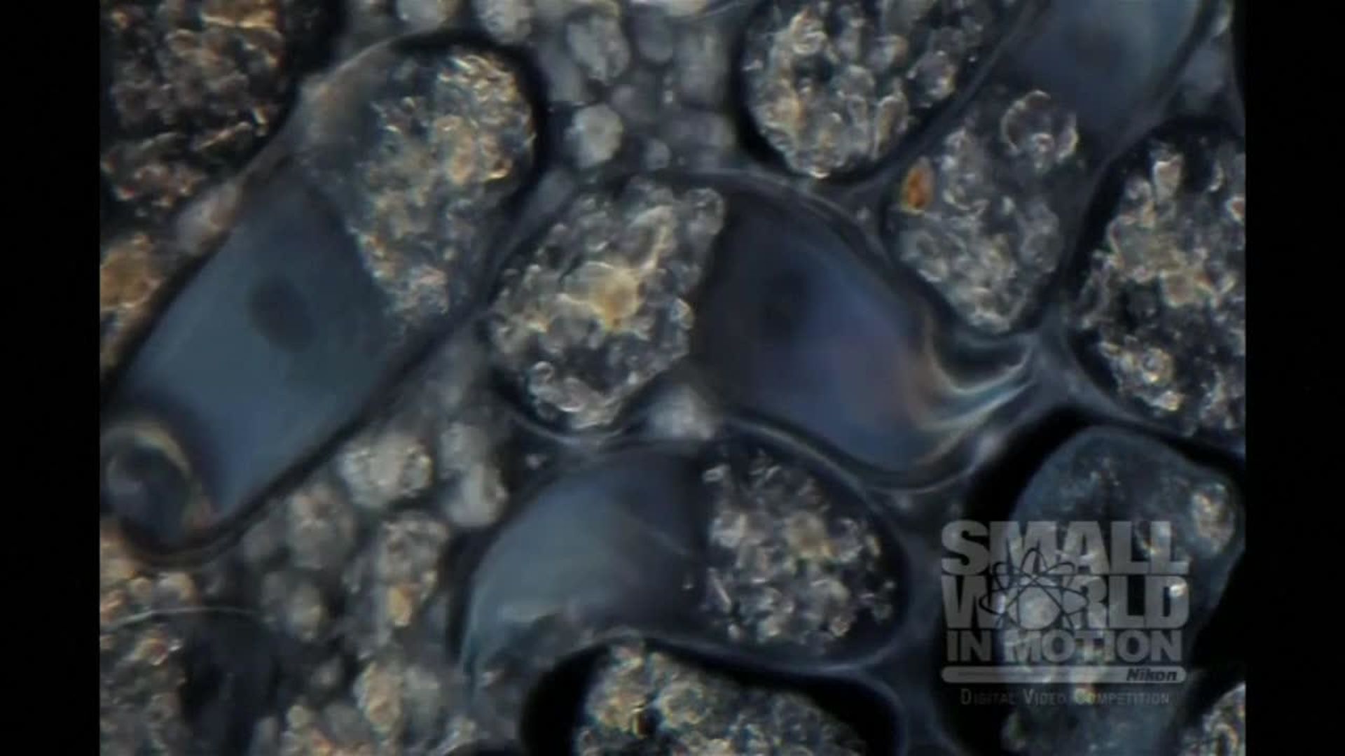 Watch Ecco i video vincitori del Nikon Small World in Motion | Wired Italia