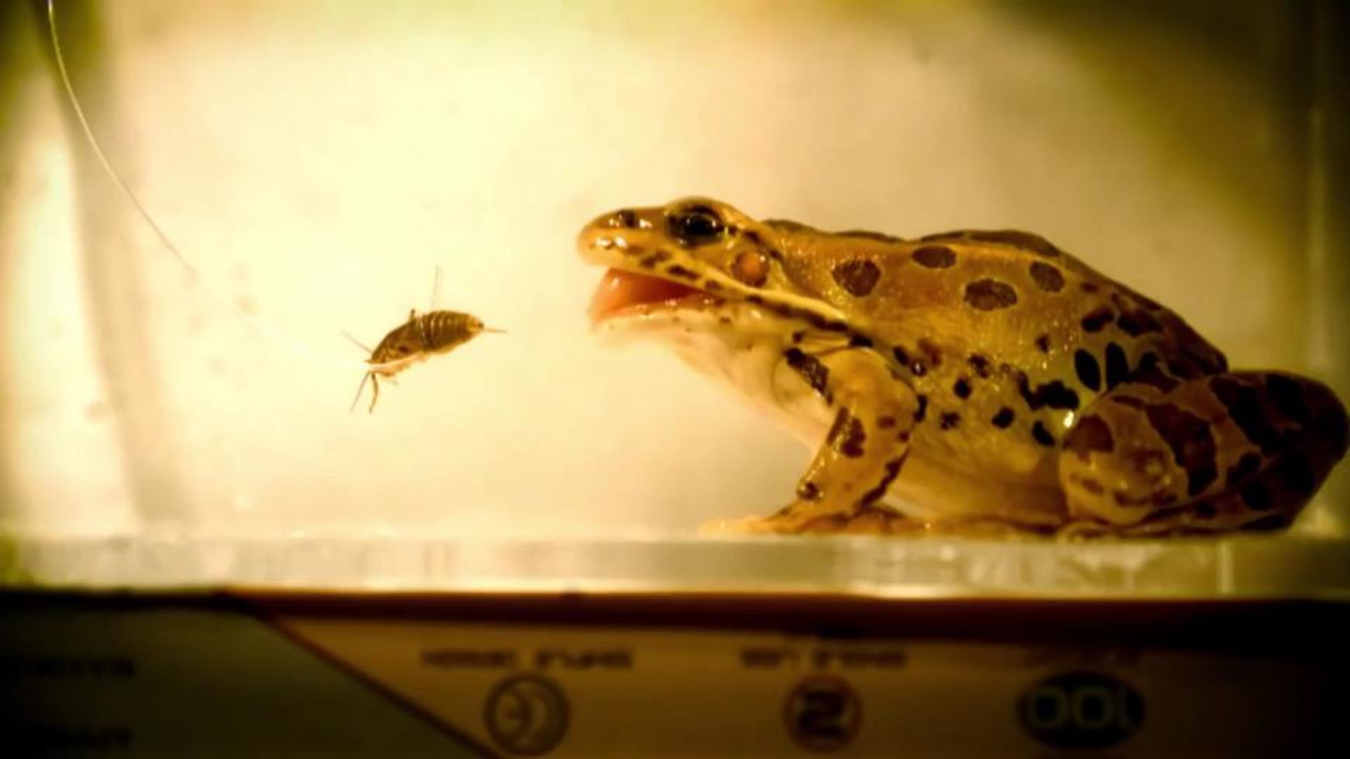 Watch Il segreto della lingua prensile delle rane? Ce lo spiega questo ...