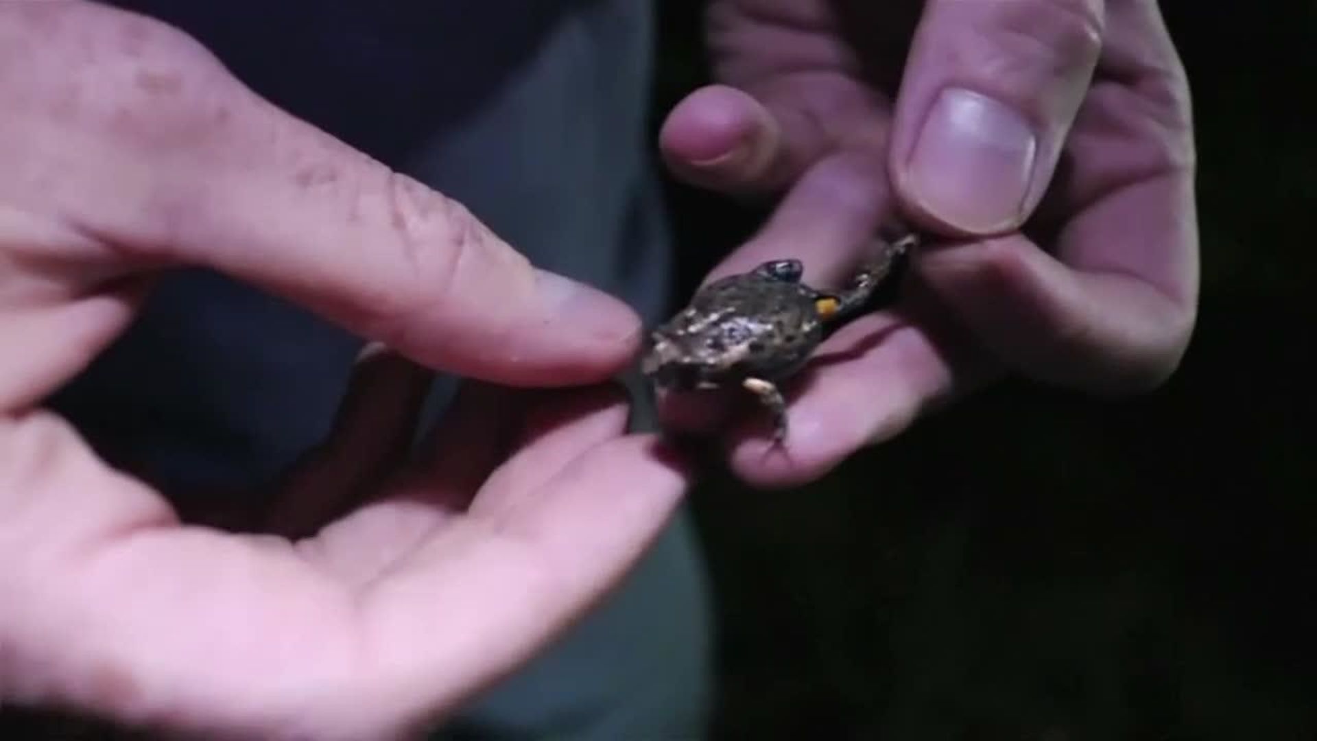 Watch Scoperta una nuova specie di rana capace di â€œlampeggiareâ€ per spaventare i nemici ...