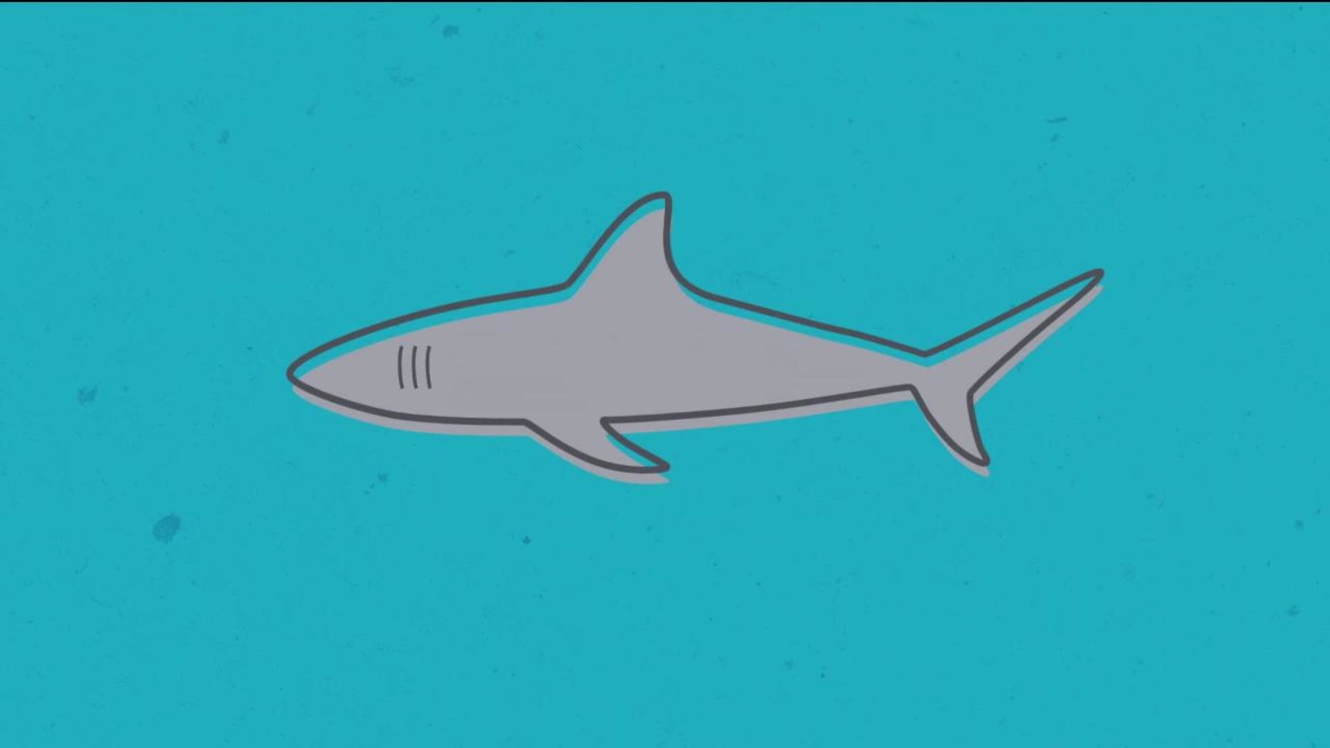 Watch Think like a tree - Shark | Wired Italia