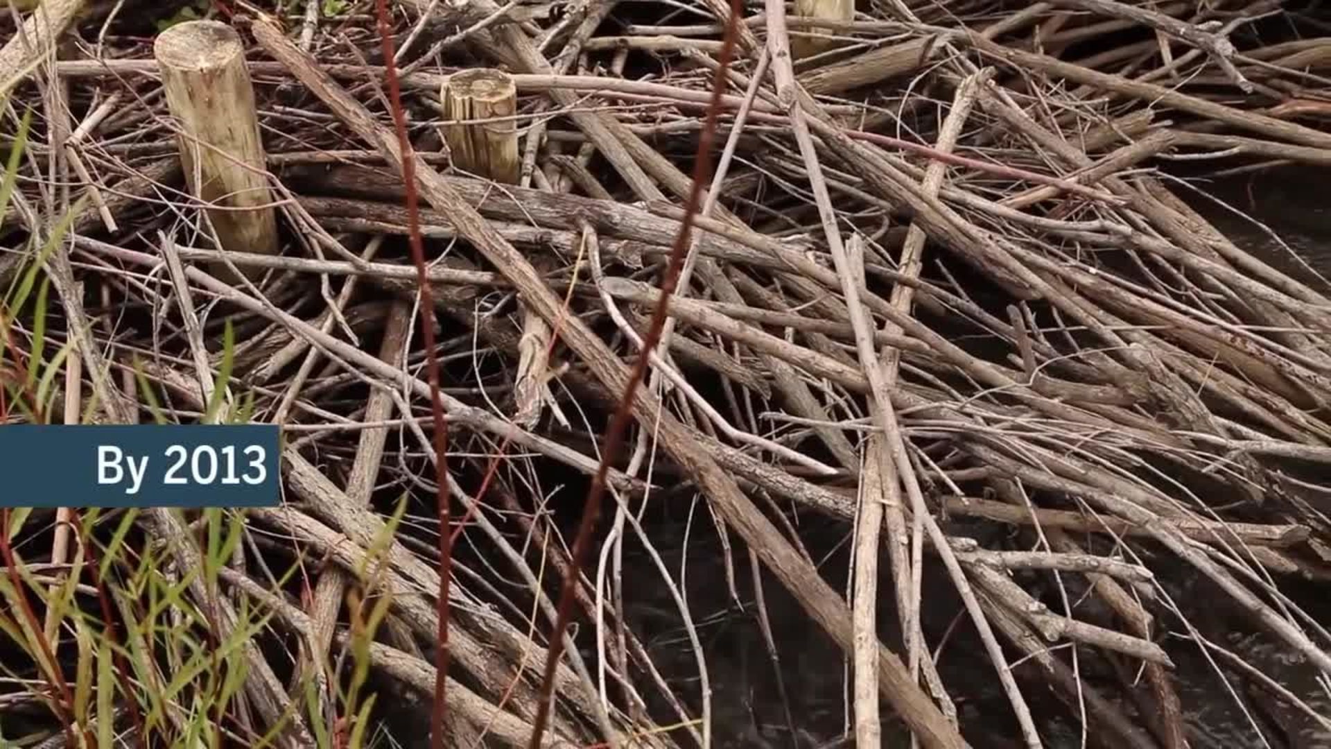 Watch Copiare le dighe dei castori per salvare i corsi dâ€™acqua. Ecco ...