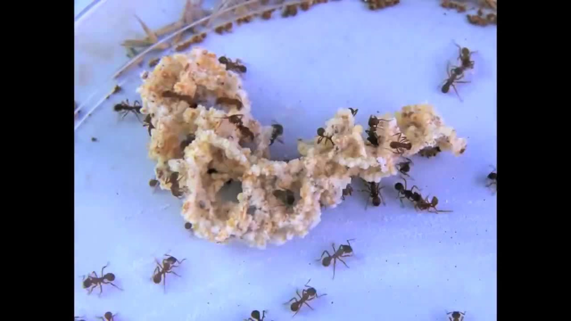 Watch Un video ci spiega cosâ€™Ă¨ la simbiosi (grazie alle formiche ...