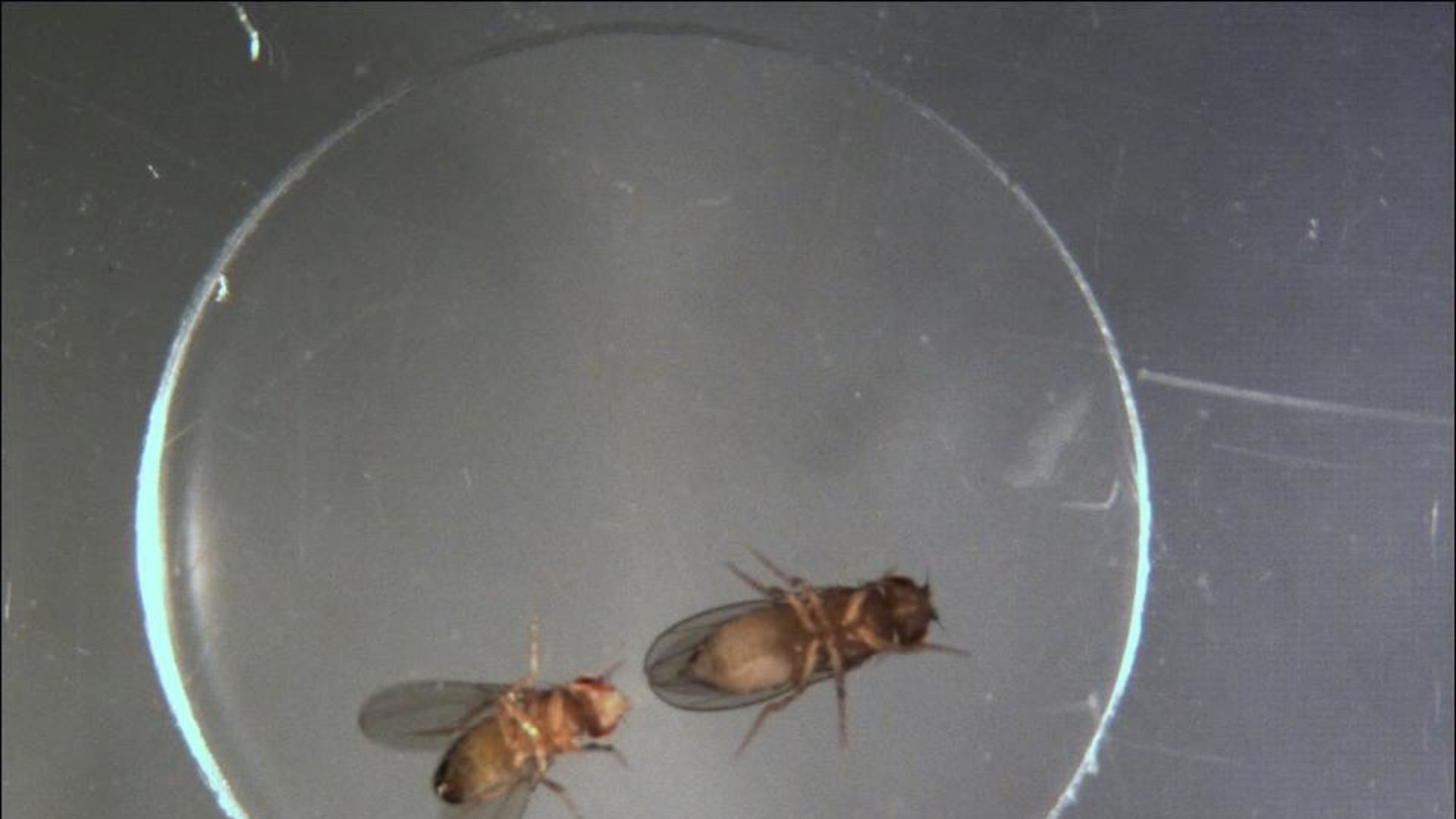 Watch Il rallenty del sesso tra due insetti | Wired Italia