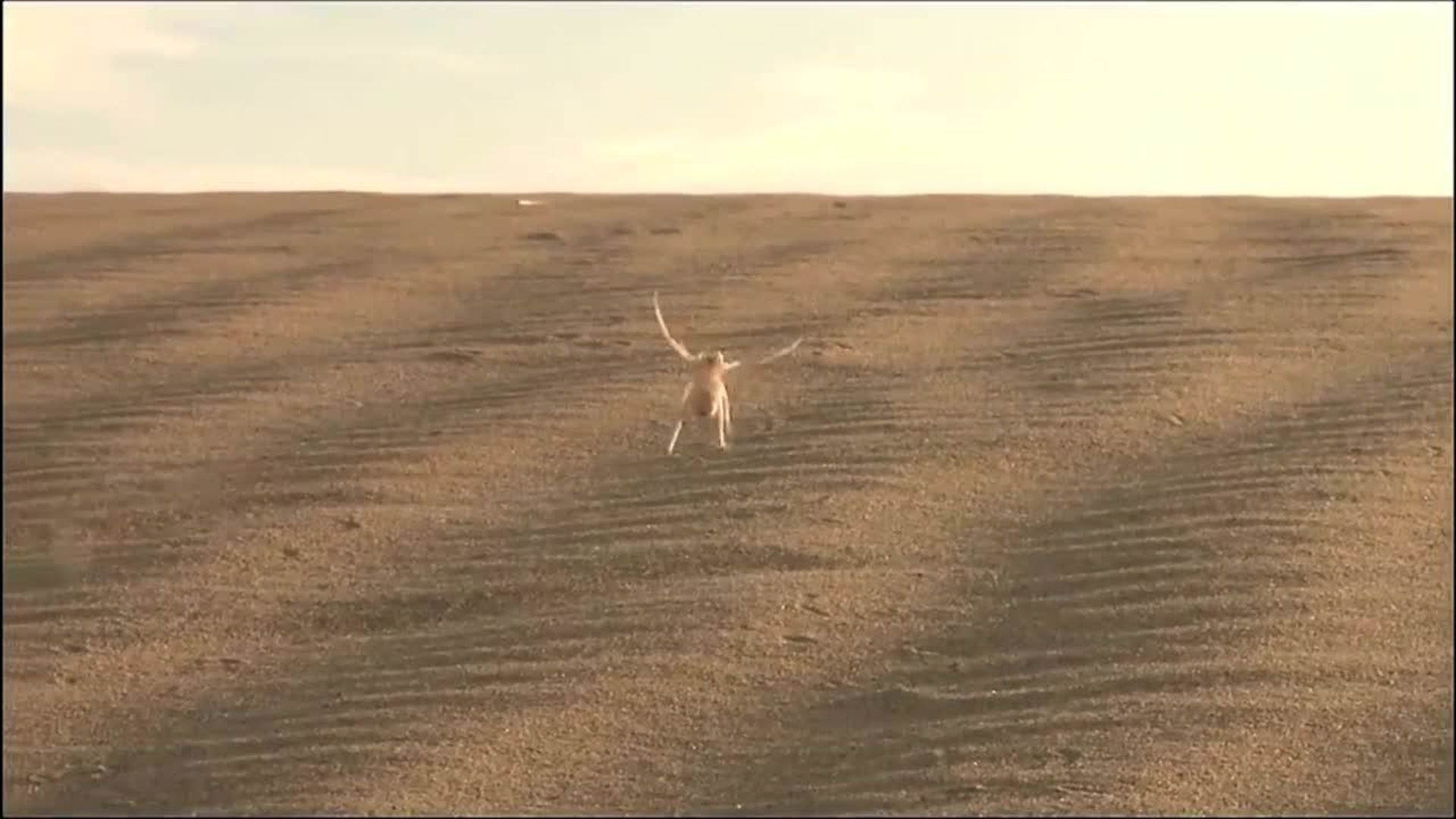 Watch Un ragno robot per le missioni su Marte | Wired Italia