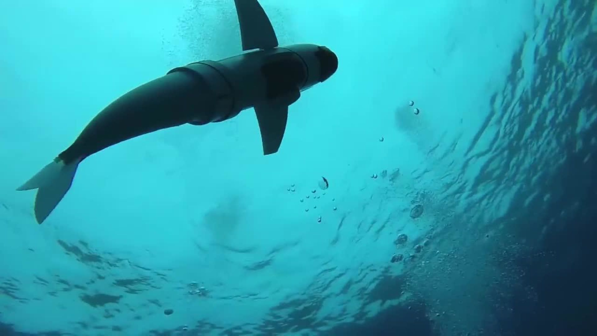 Watch Ecco SoFi, il robot che nuota come un pesce | Wired Italia