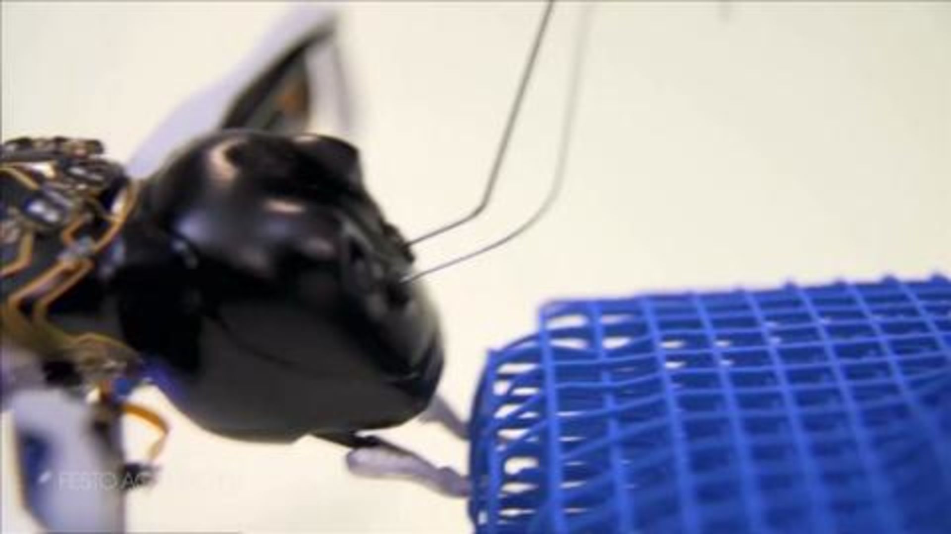 Watch BionicANTs, una squadra di formiche bioniche da mettere al lavoro ...