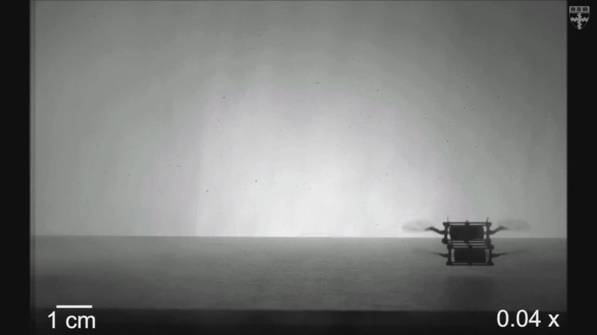 Watch L'ape robot dell'universitĂ di Harvard ora vola grazie a muscoli ...