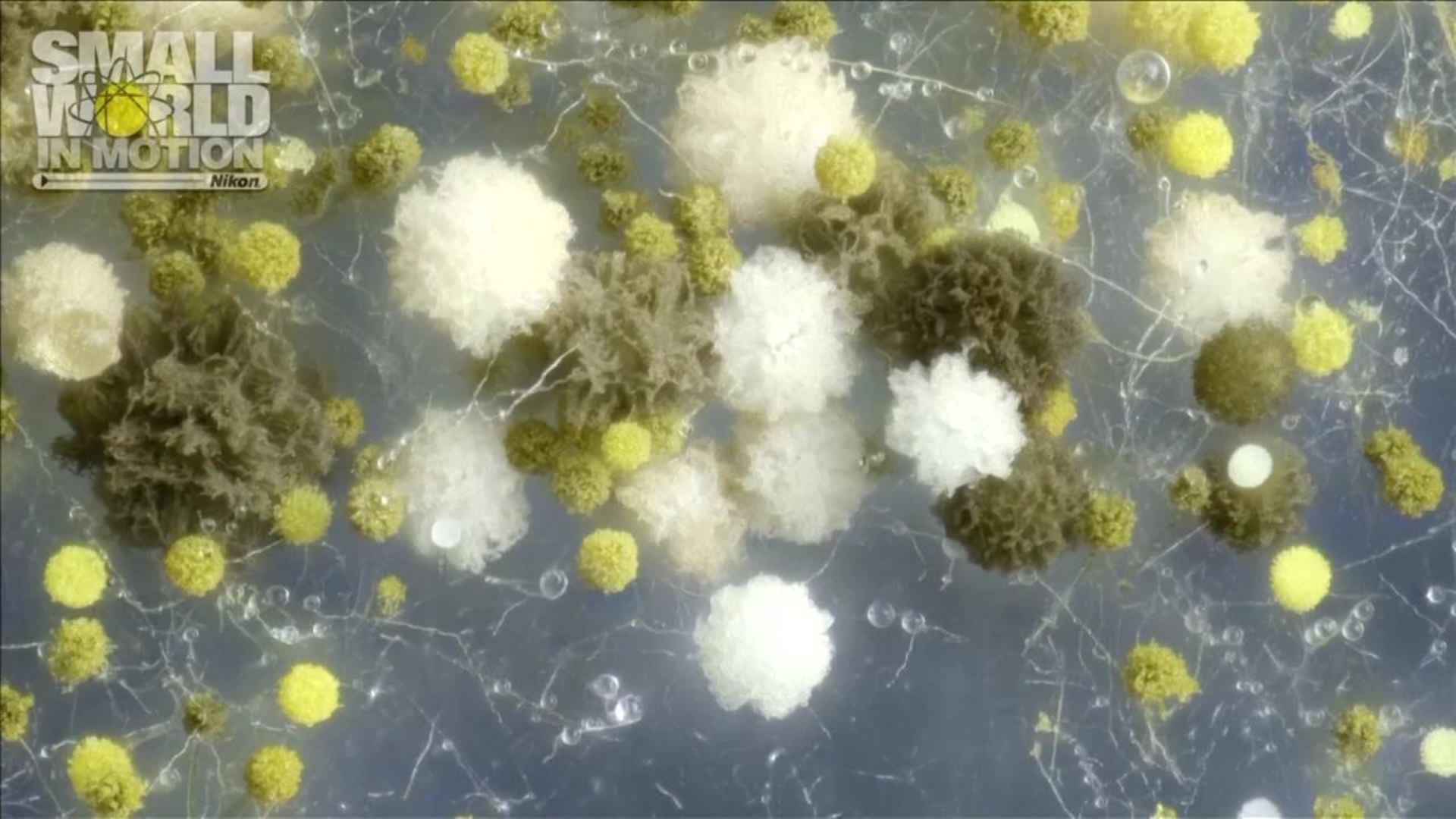 Watch Ecco il video vincitore del Nikon Small World In Motion | Wired ...