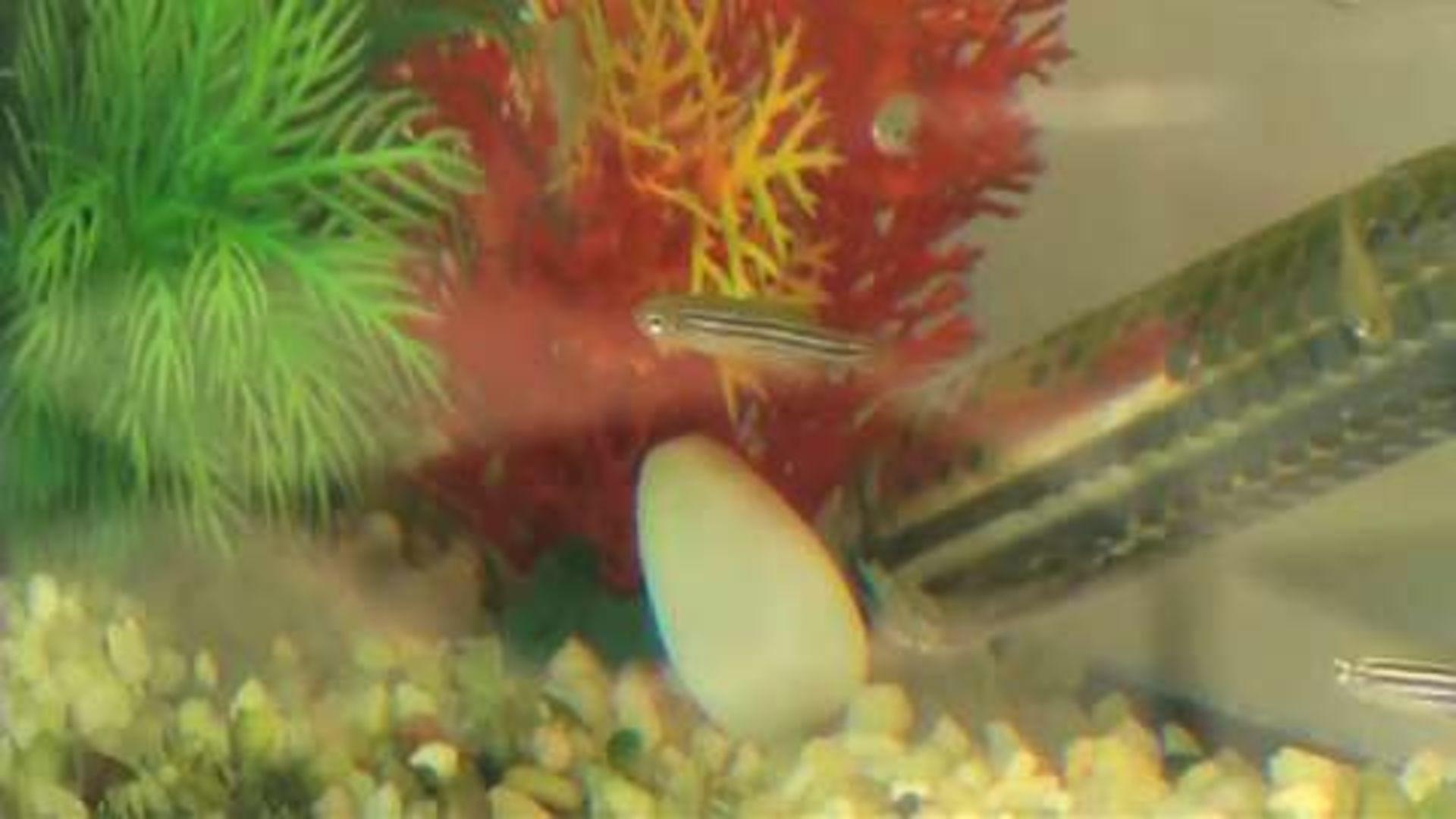 Watch Pesce zebra, con lâ€™alcol diventa un vero leader. | Wired Italia